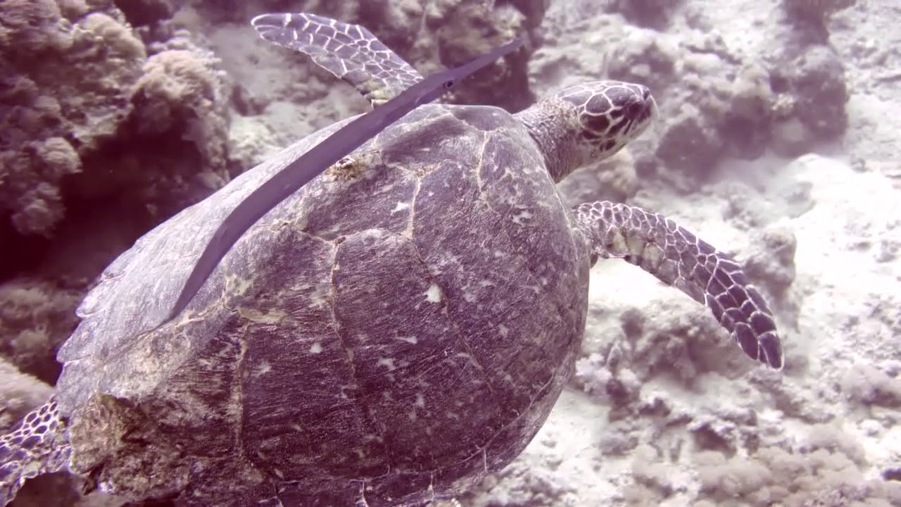 GREEN SEA TURTLE AND TRUMPET FISH - YouTube