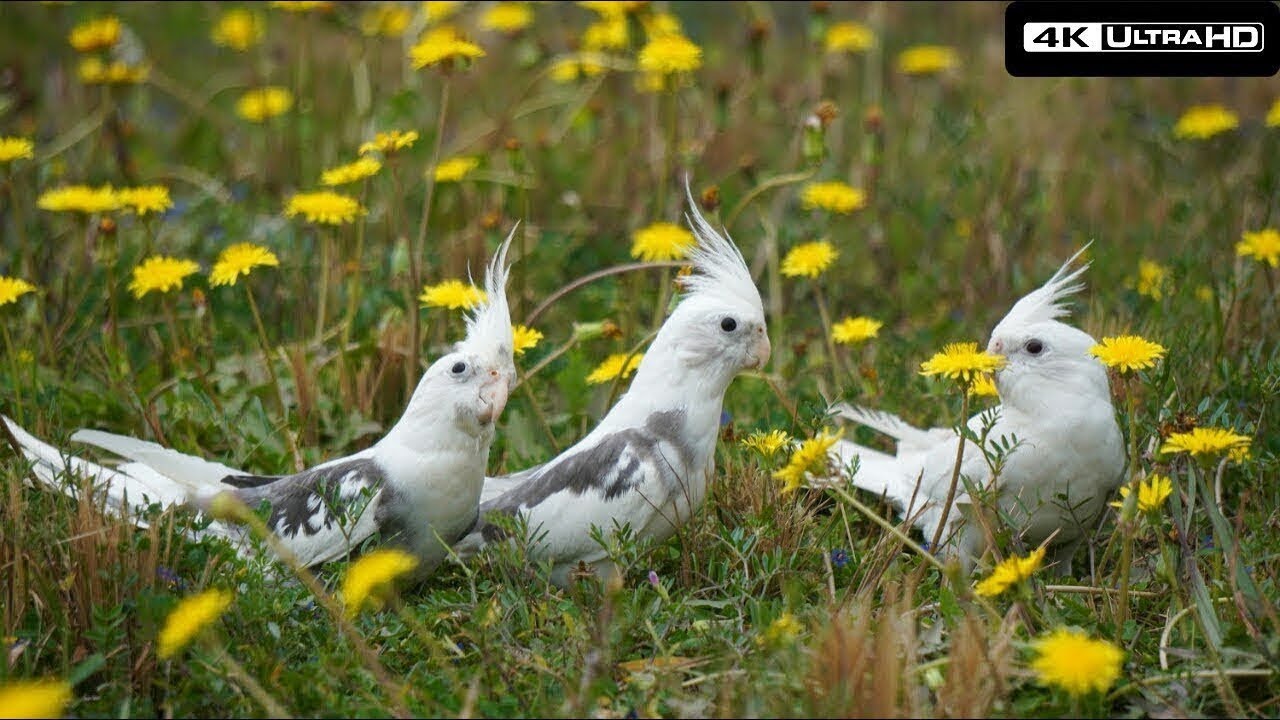 Cockatiel’s Playing time in the Sea of Yellow Flowers ...