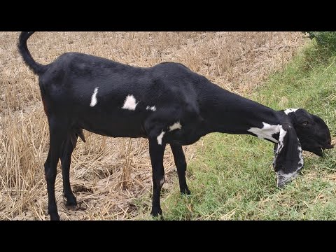 коні аговози. Жеребець на Паровку.Привезли лошицю з бачача.коні Тернопільщини -donkey