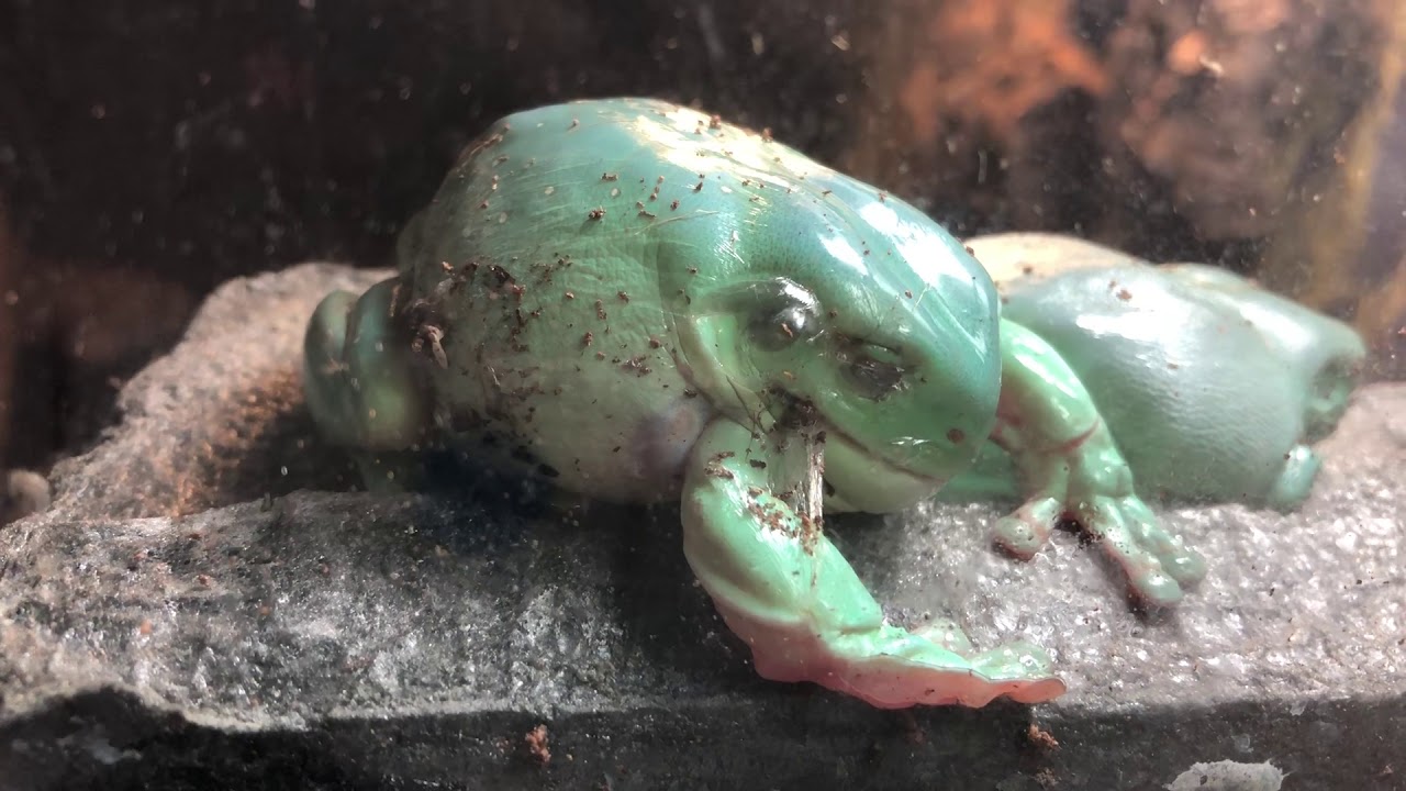 Whites Tree Frog shedding skin - YouTube