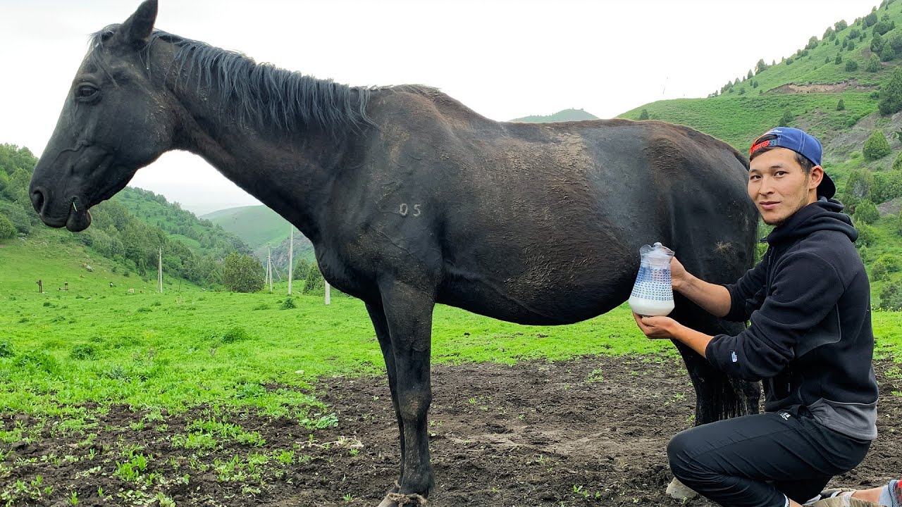 The Traditional Drink Of Nomads Is KUMYS From Horse Milk And Kuurdak ...