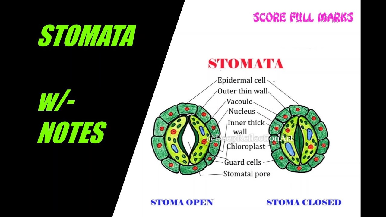 how to draw easy OPEN AND CLOSED STOMATAL PORE / w/-NOTES / class X ...