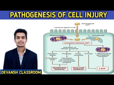 PATHOGENESIS OF ISCHAEMIC -HYPOXIC CELL INJURY CELL INJURY PART -2 ...