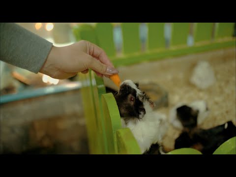 Visiting a Zoo to a relaxing music. This time rabbits, monkeys, lizards, parrots and more! Part 2