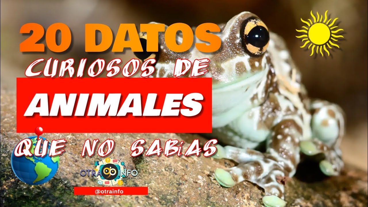 Conoce los 20 Datos Curiosos de Animales que No Sabías: ¡Sorprendentes ...
