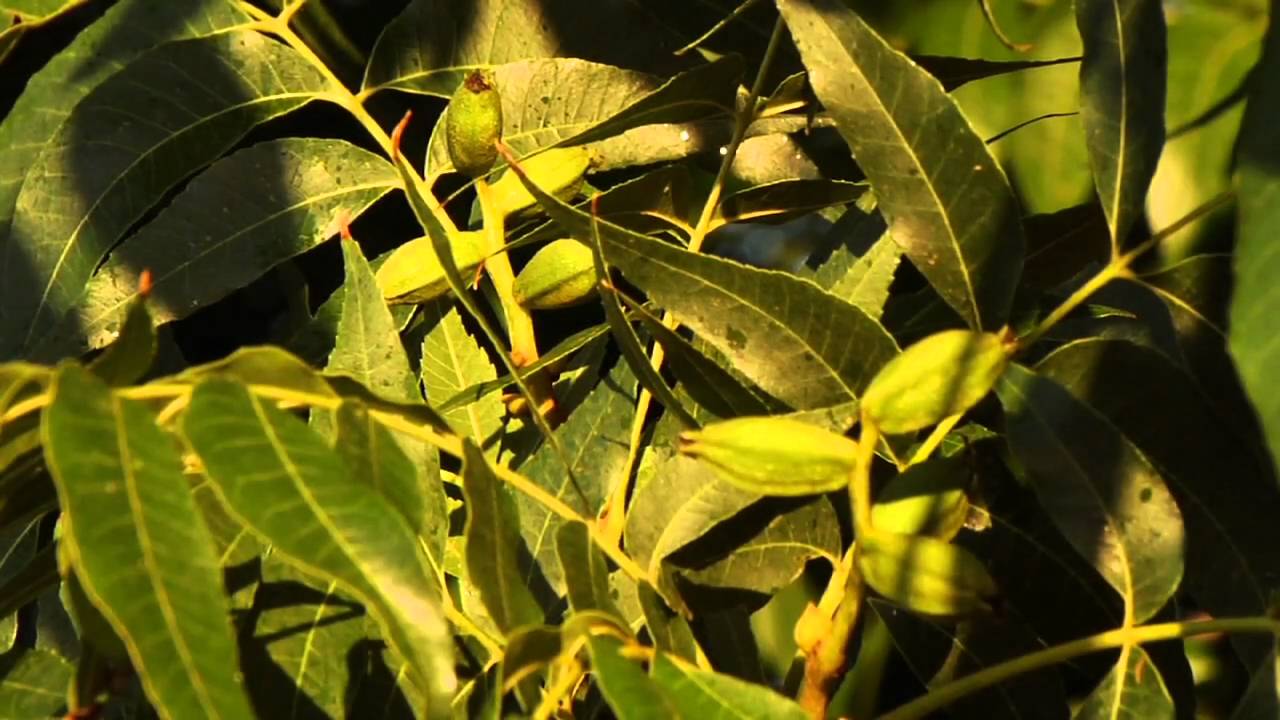 Stahmanns Pecan Field Irrigation - YouTube