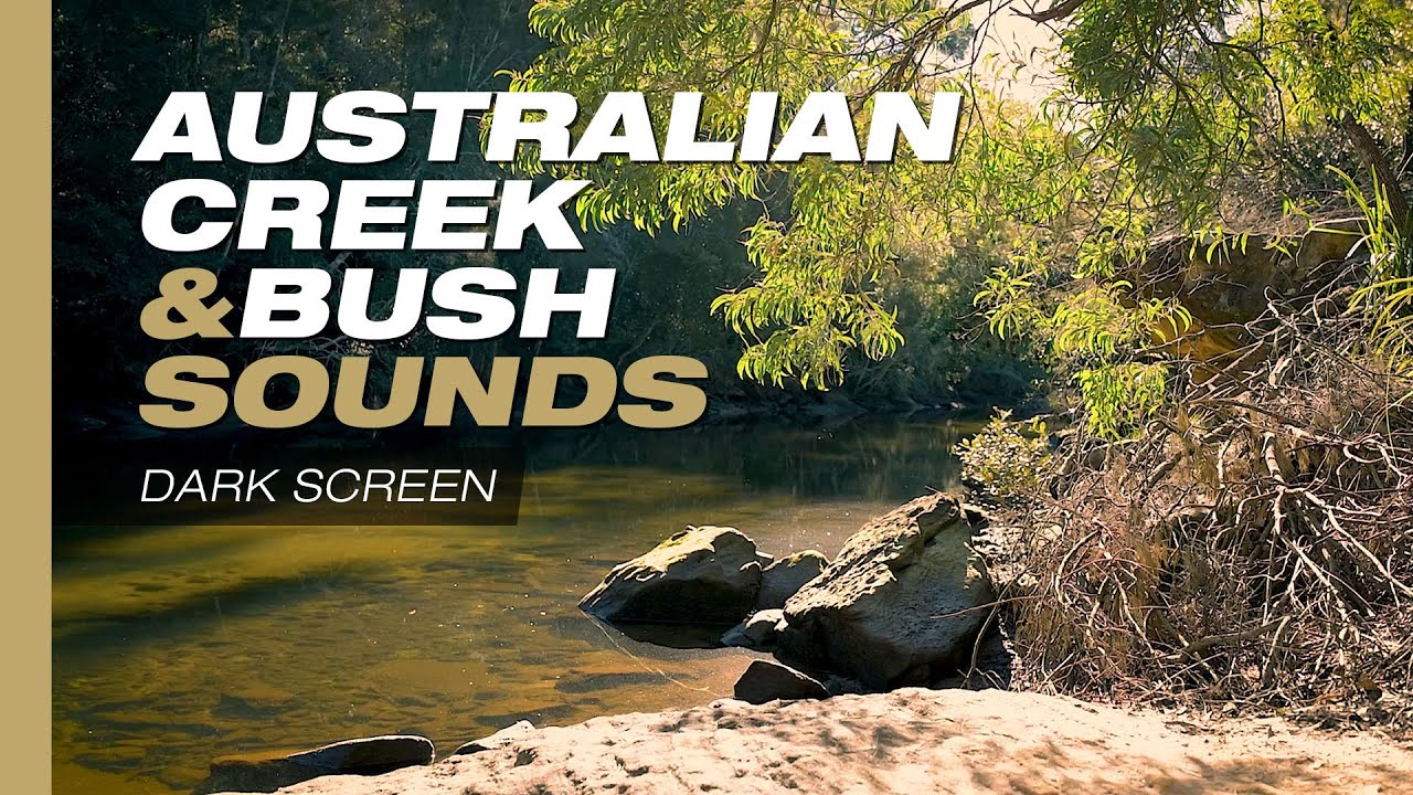 🌲 Relaxing Bush Sounds | 12 hrs Australian Forest, Creek and Birds ...