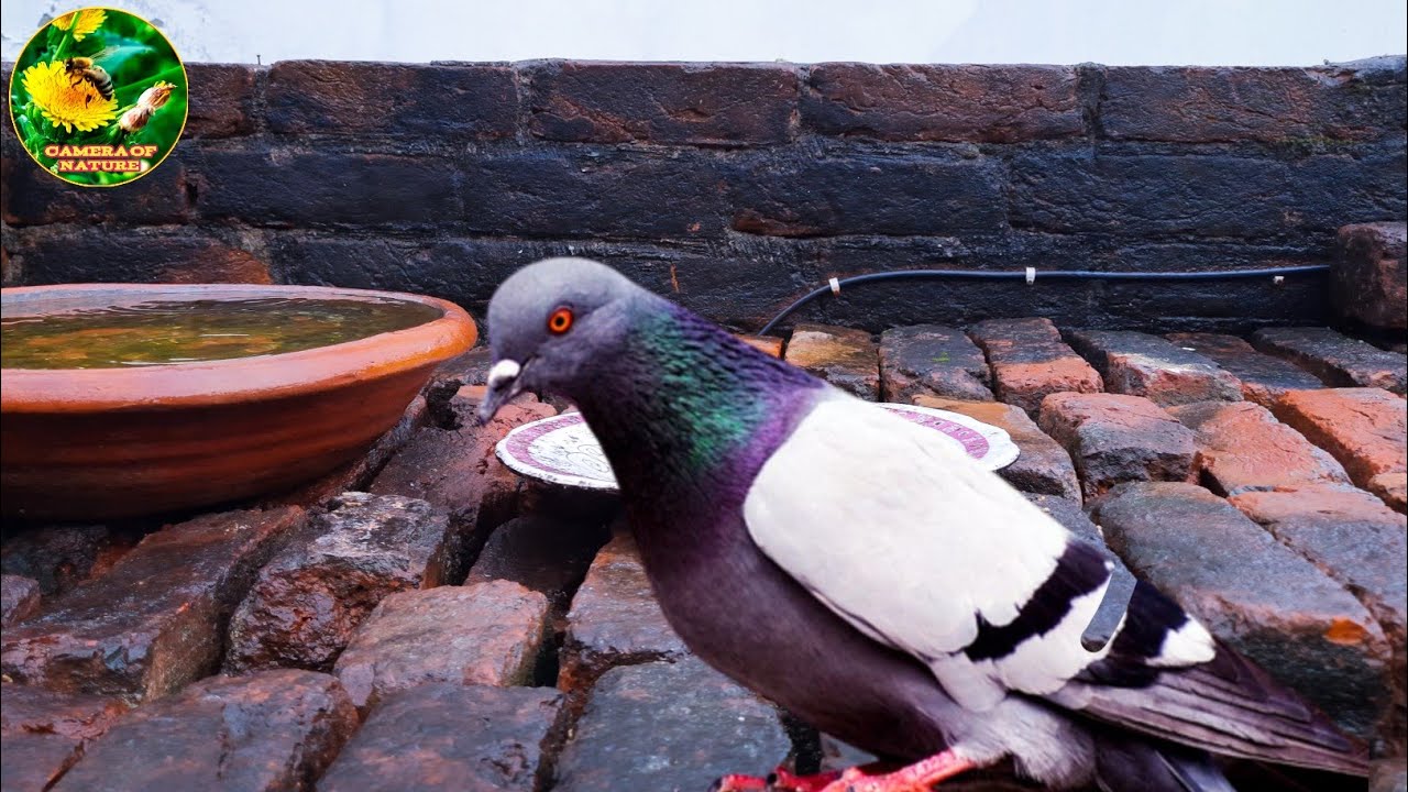 Pigeon bird beautiful moments | Pigeon bird eating rice | Indian pigeon ...