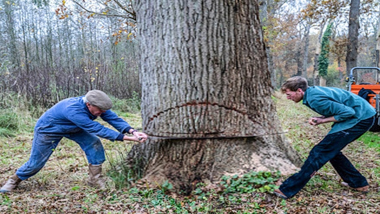 Amazing Dangerous Cutting Huge Tree Skill With Chainsaw, Fastest ...