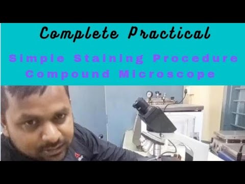 Complete Practical:Simple Staining and Compound Microscope - YouTube