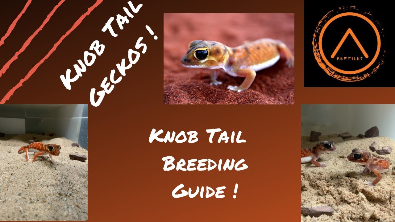 Learn to Breed Knobtail Geckos Today! - YouTube