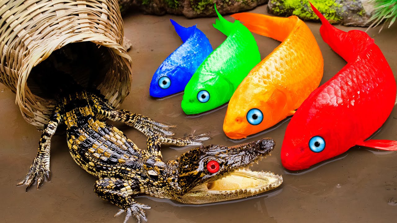 Crocodile Eat Bird Rainbow Eggs !! Koi Fish Help Us Primitive Video ...