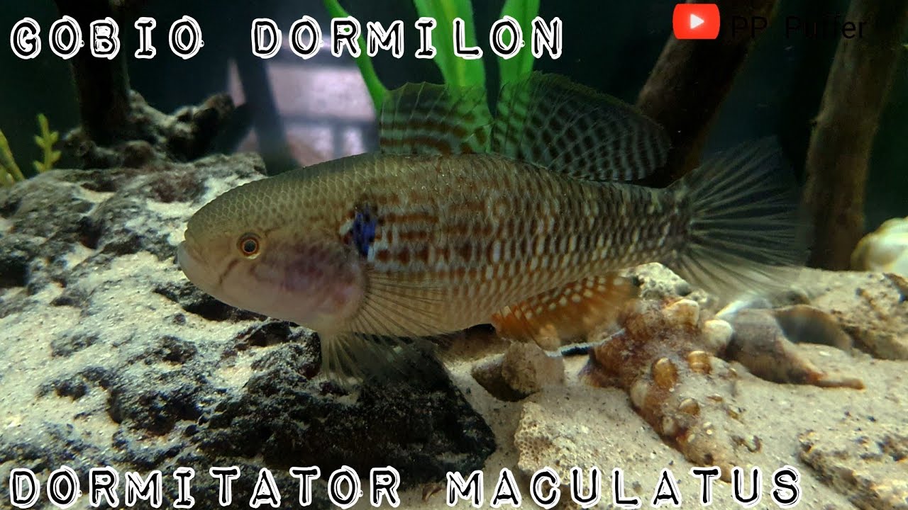 Gobio Dormilon - Dormitator Maculatus - YouTube