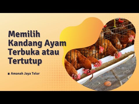 Eps 04 Tips memilih kandang ayam terbuka atau tertutup #bisnistelur #kandangayampetelur