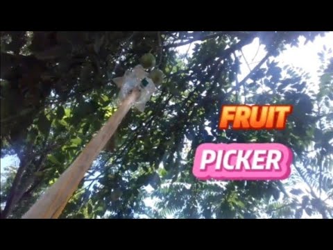 Diy fruit picker: effective tool from plastic bottle - YouTube