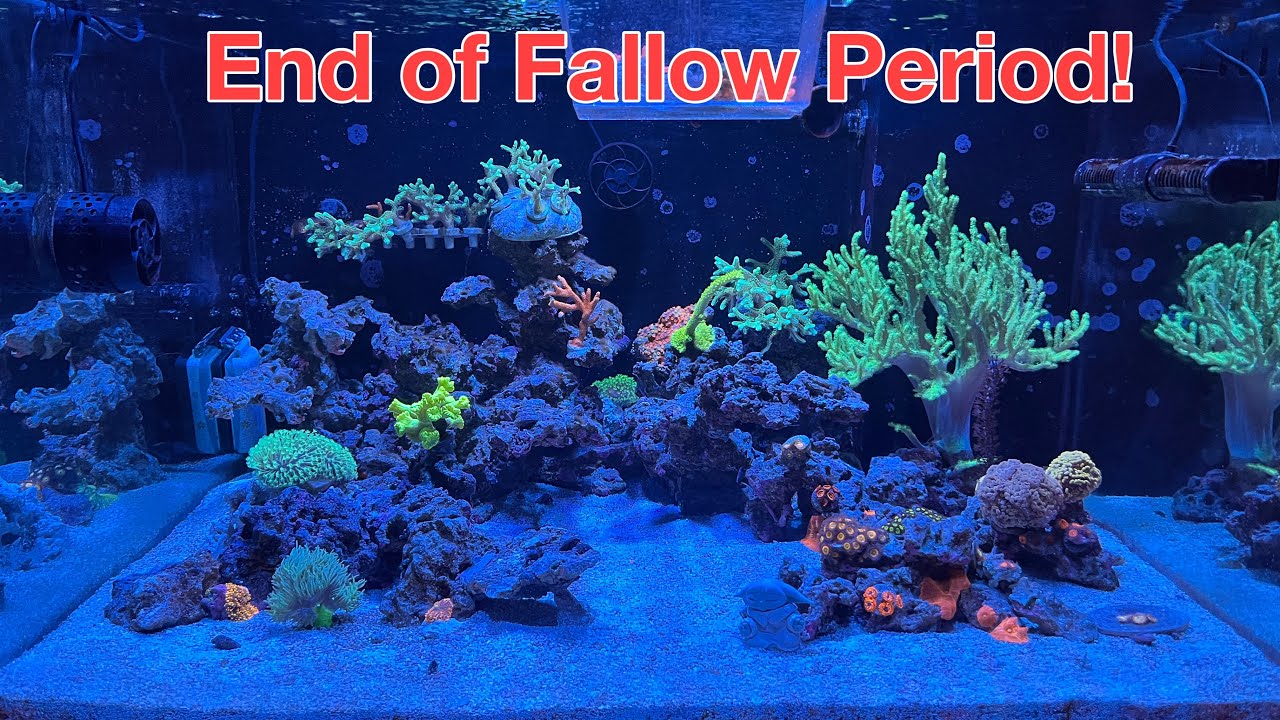 Reef Tank End of Fallow Period, Re Aquascape & Fish! Bye Bye Saltwater ...