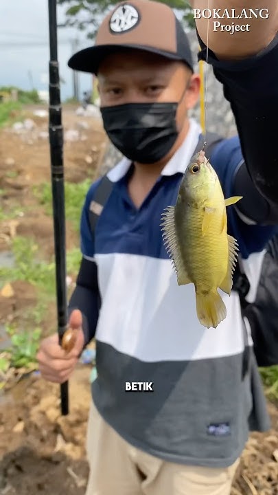 Mancing Langsung Strike IKAN BETIK . Mantap.‼️😁 #bolang #petualangan #survival #ikan #fishing ...