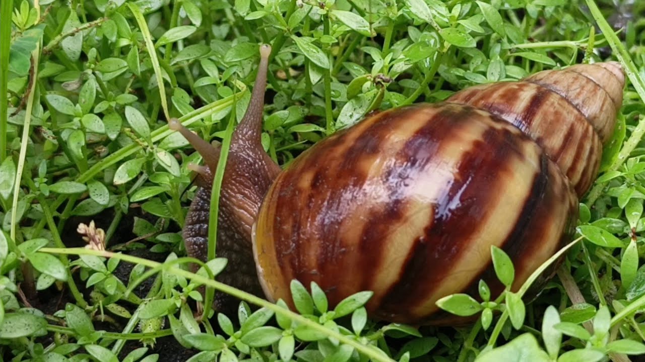 The Snail and the Green Labyrinth - YouTube