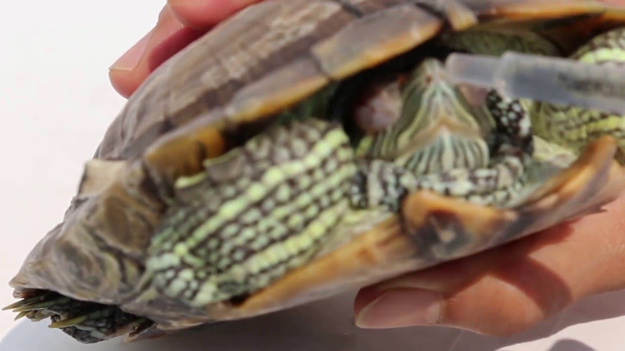 A biting 5-year-old terrapin is warded for swollen eyes Pt 1 - YouTube