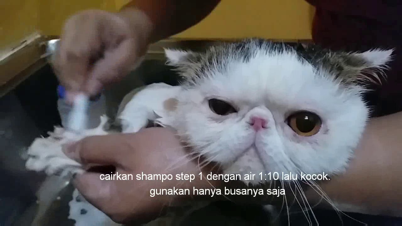 Exotic Cat Grooming - YouTube