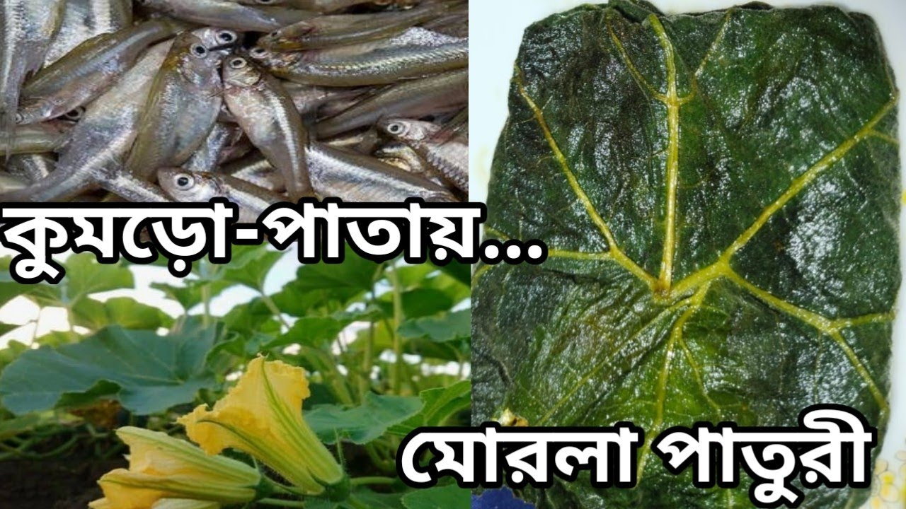 Kumro Patar Recipe | Morola Macher Recipe | Kumro Patar Paturi | মোরলা ...