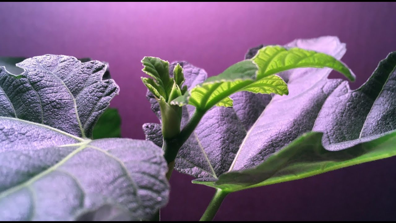 Brown fig plant time lapse, growing figs inside - YouTube