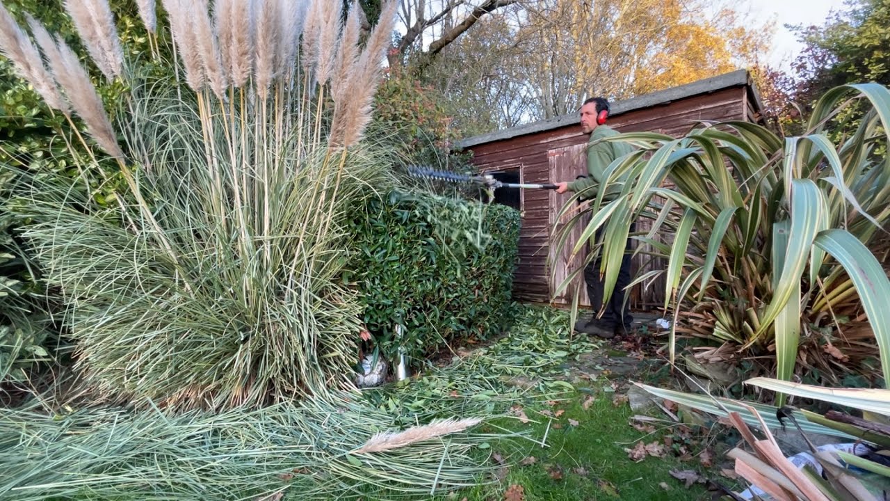 Starting on a tidy up of the shrubs in this back yard - YouTube