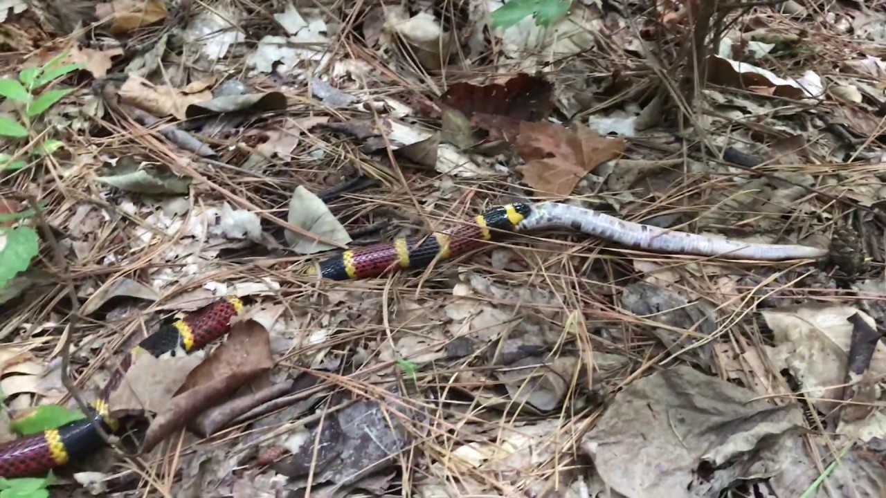 Coral Snake Eating Copperhead on SFASU Recreational Trails - YouTube