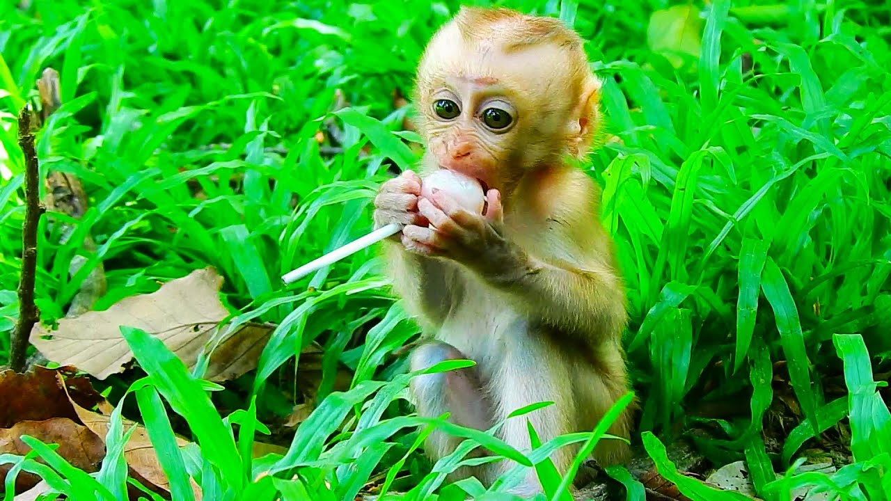 Best Clip of Newborn Monkey Jenifer Taste Candy First Time, Monkey ...