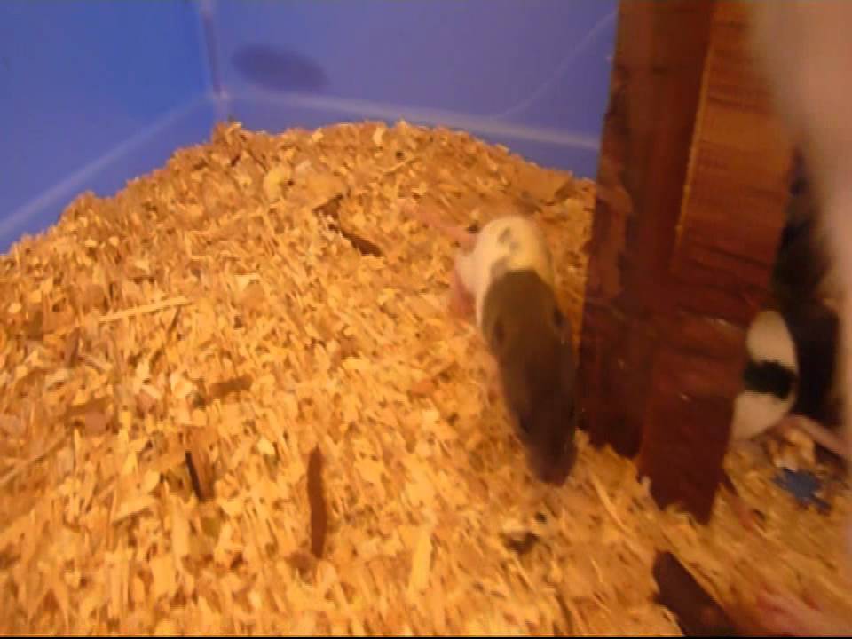 Baby Ratten erobern langsam die große weite Welt. - Baby rats slowly ...