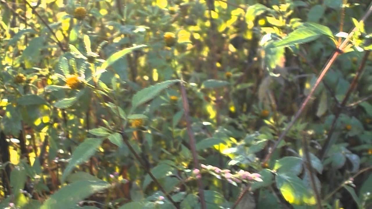 Nikon Coolpix L27 video test