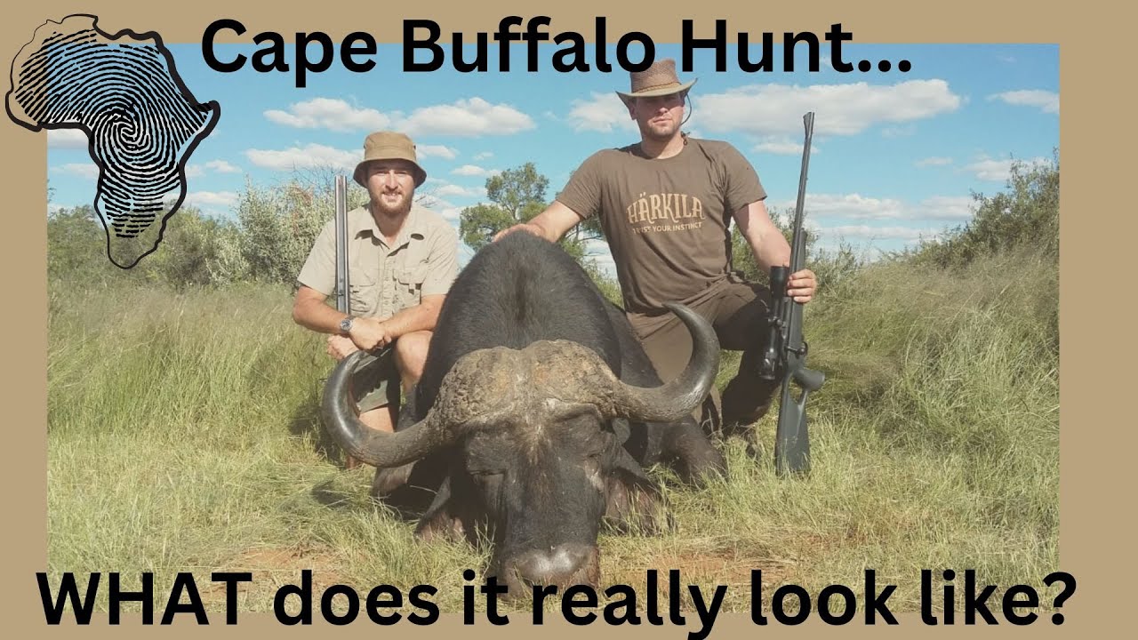 Cape Buffalo Hunt. An inside look. What makes hunting with us an ...