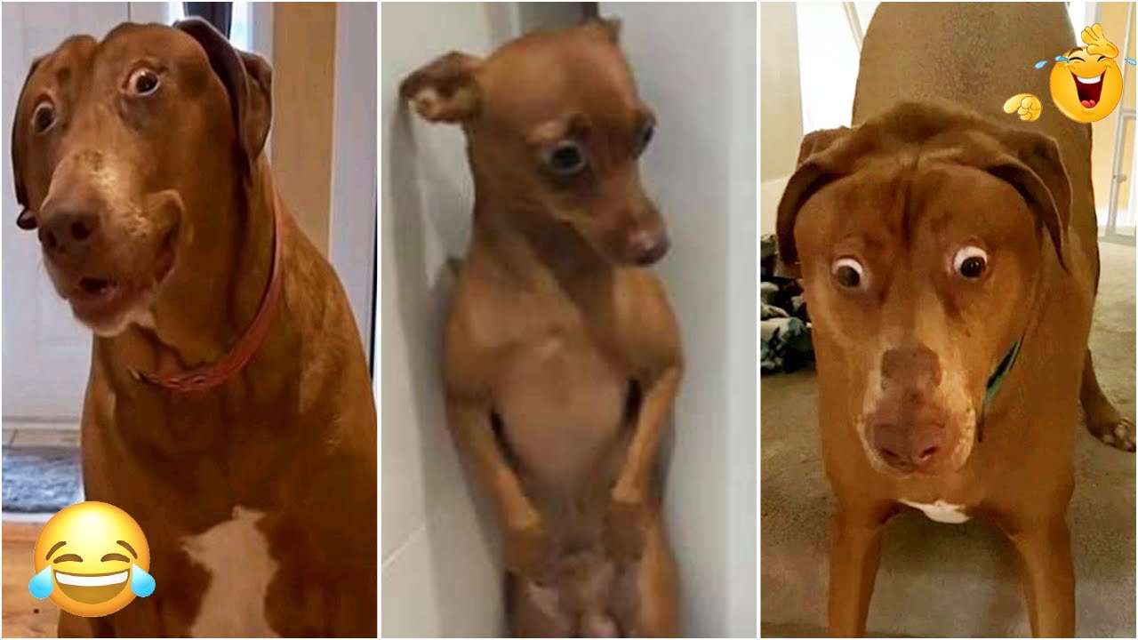 Try Not To Laugh 😂🤣 | Dogs Doing Stupid Things Compilation #1 - YouTube