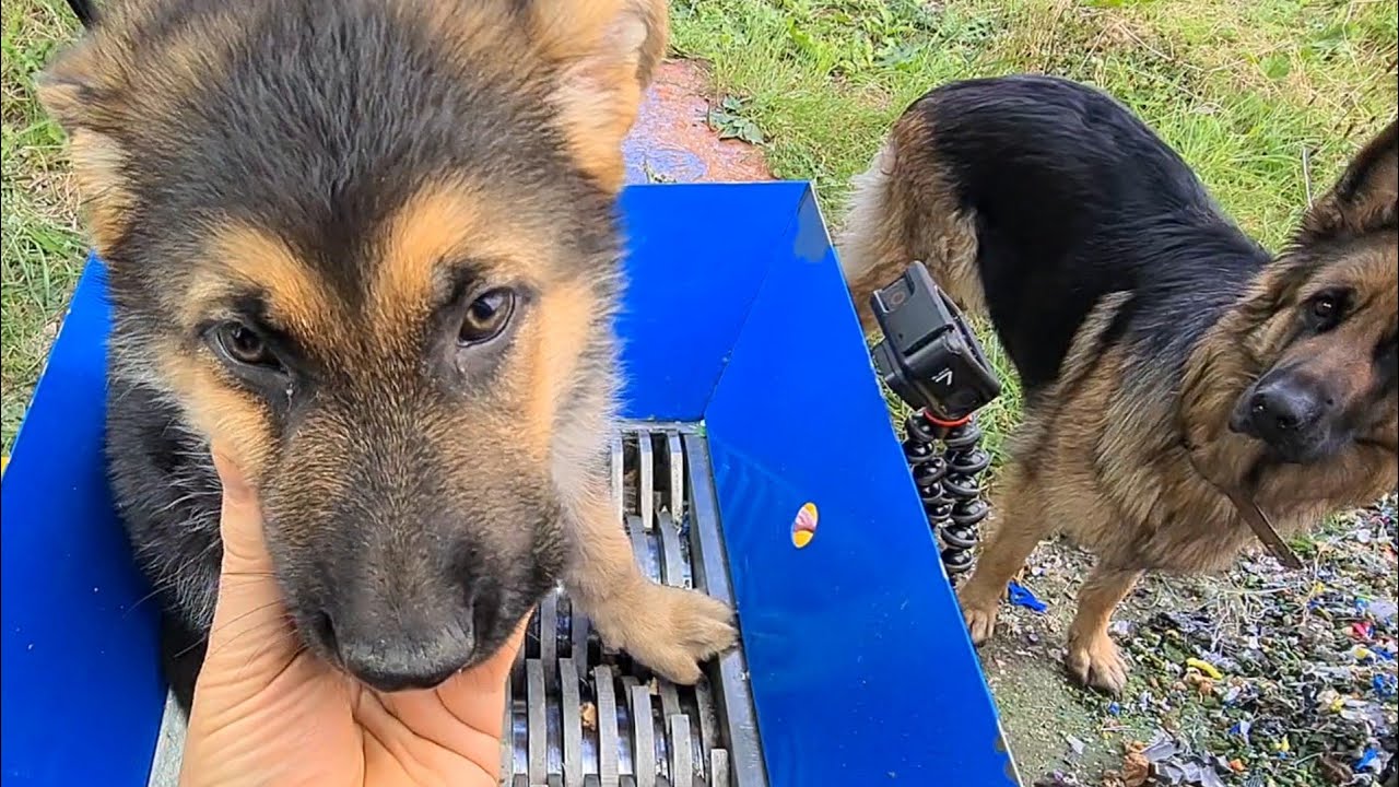 Shredder Vs Puppy😨😱 - YouTube