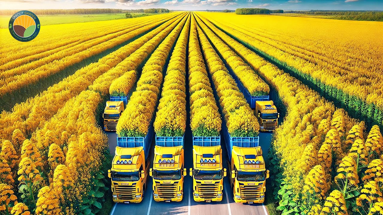 How Farmers Harvest Rapeseed Plants: Canola Oil Processing Factory ...