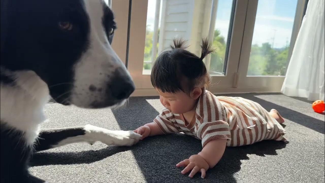Baby and Dog daily life Skyler想和奥利奥玩，边牧太聪明懒得去搭理🤣 - YouTube