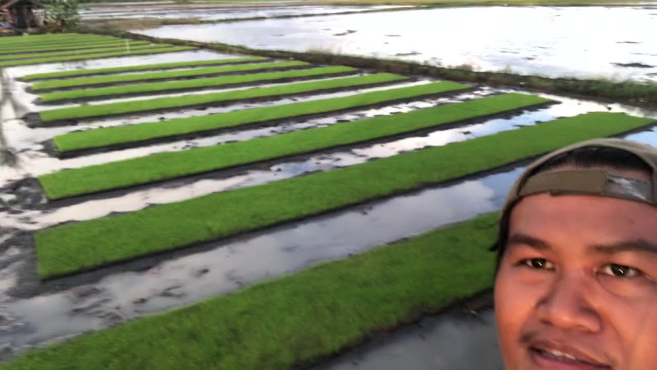 Rice transplanter seeds preparation part 4 - YouTube