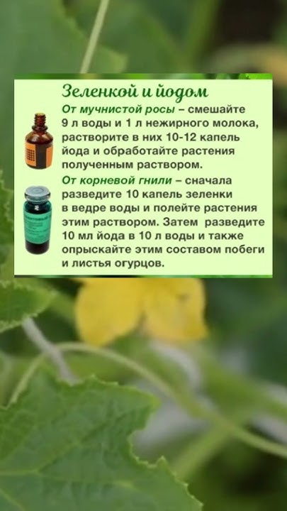 Два Аптечных Средства От Мучнистой Росы и Гнилей Для Огурцов! Огурчики ...