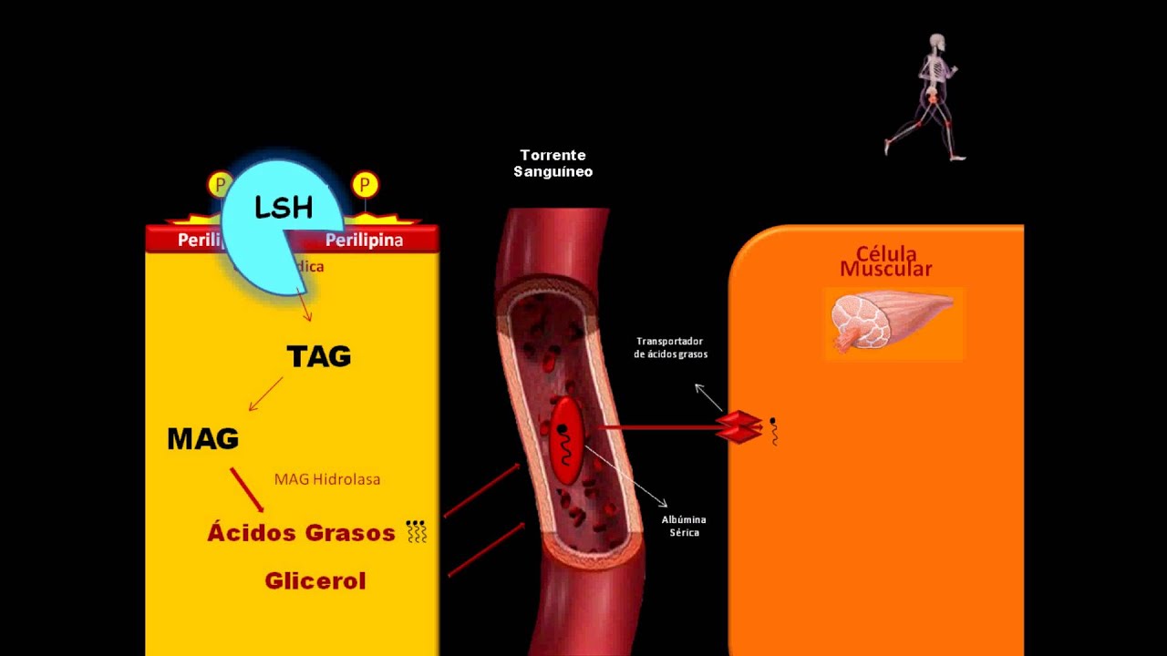 Beta oxidacion Lipolisis. Ejercicio - YouTube