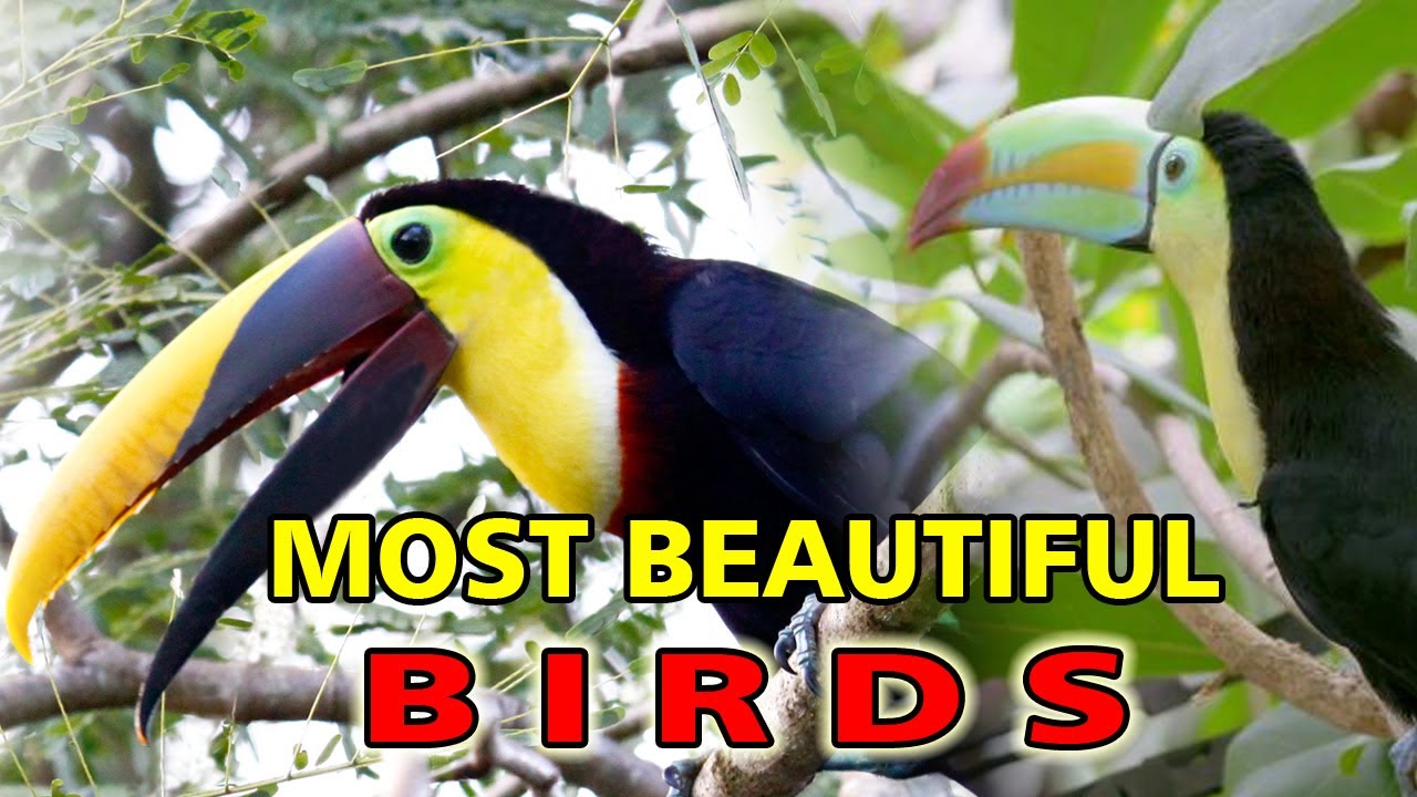 Top 7 Most Beautiful Birds In The World/ Beautiful Rare Birds - YouTube