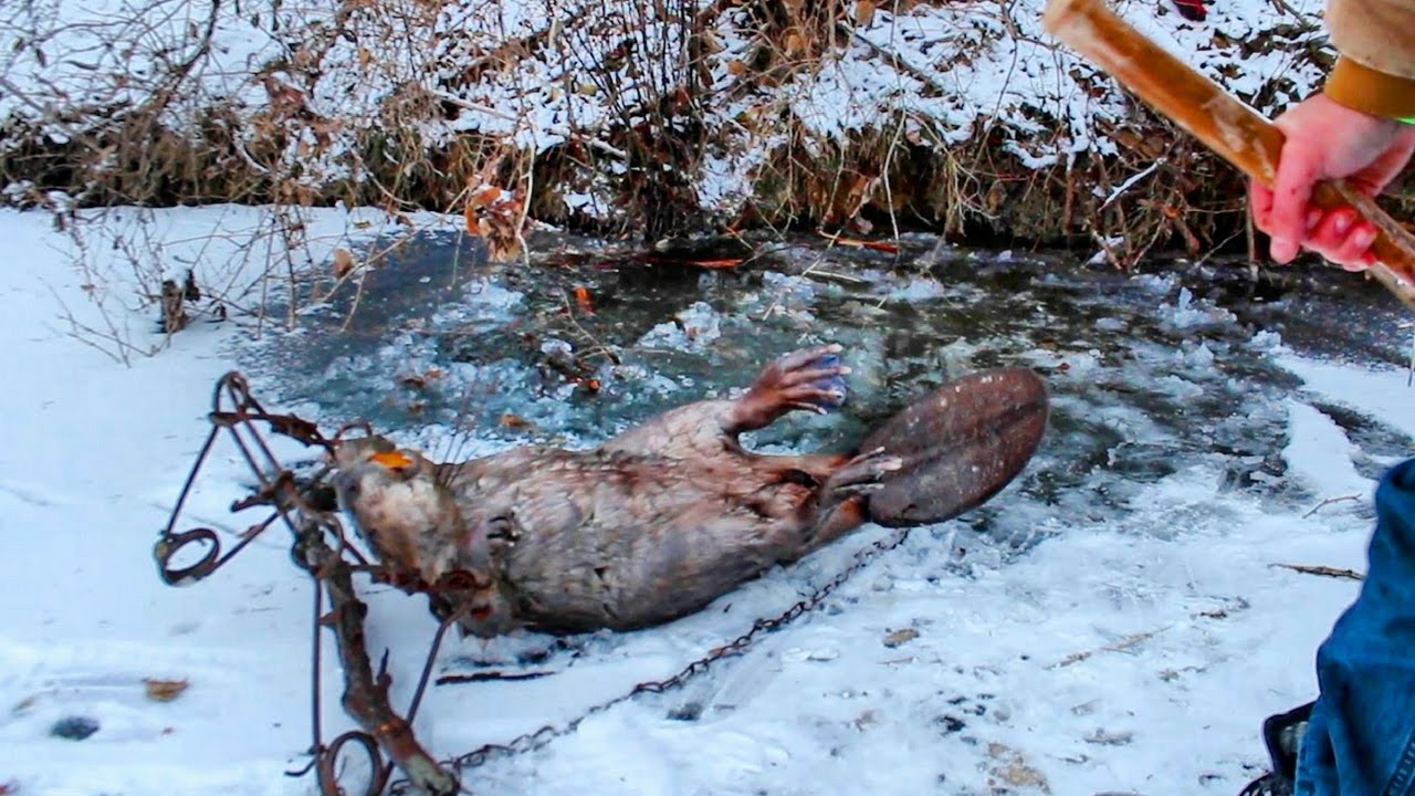 Beaver Trapping with 330 Conibear Under Ice - YouTube