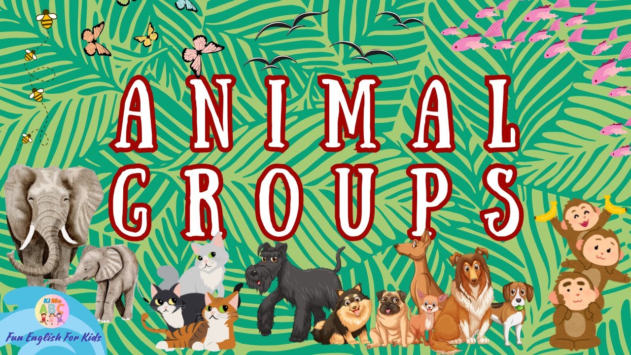 Animal Groups Words - Animal Groups - Vocabulary Fun for Kids - YouTube