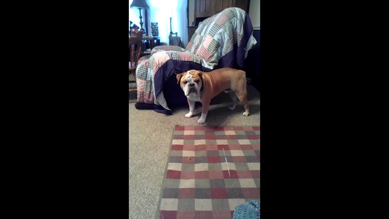 My freaky dogs.. - YouTube