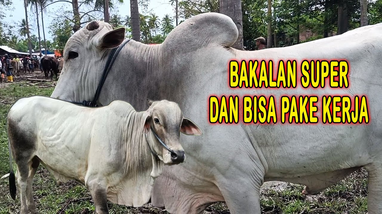 Pasar Sapi Pulubala Harga Sapi PO Ongole SUMBA - YouTube