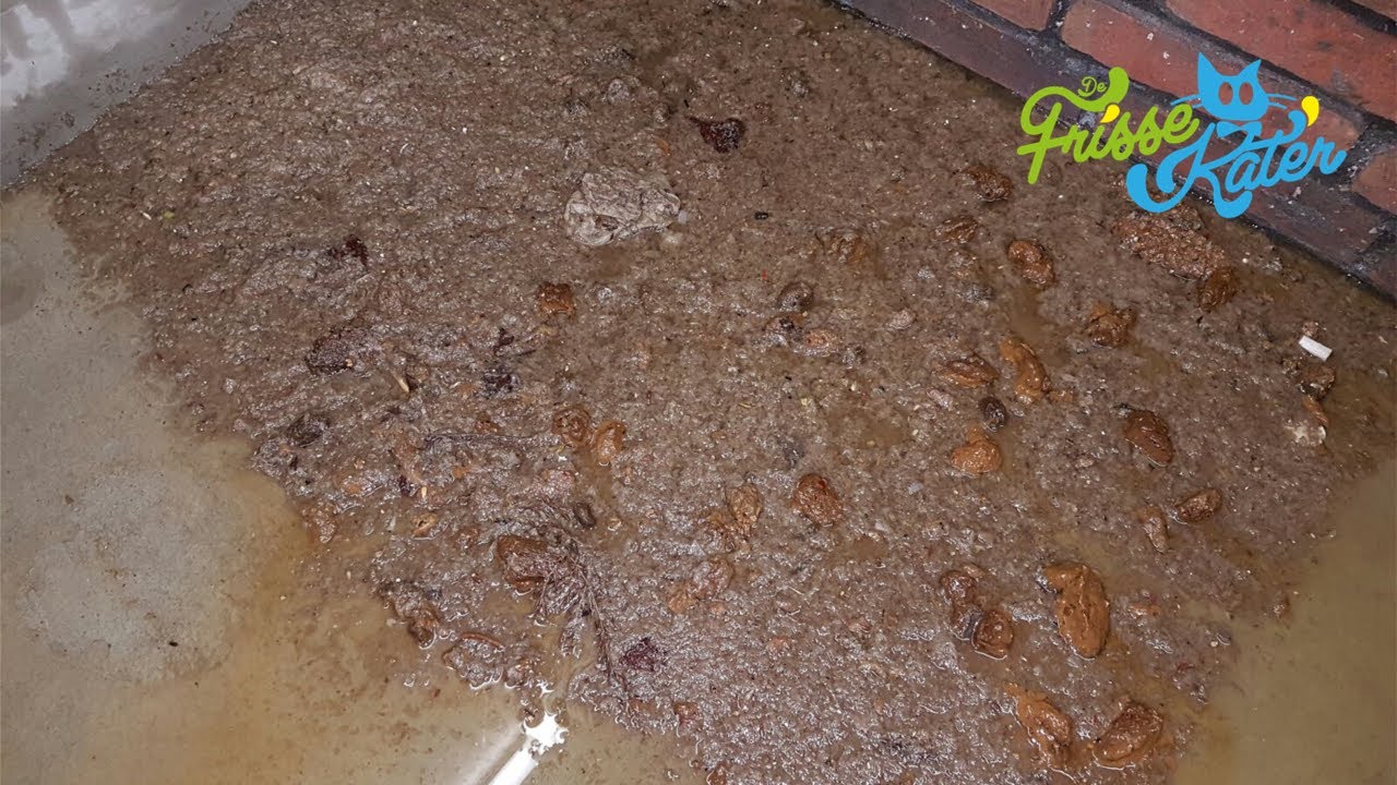 Poep overstroming! | Vlog 7 | Frisse Kater - YouTube