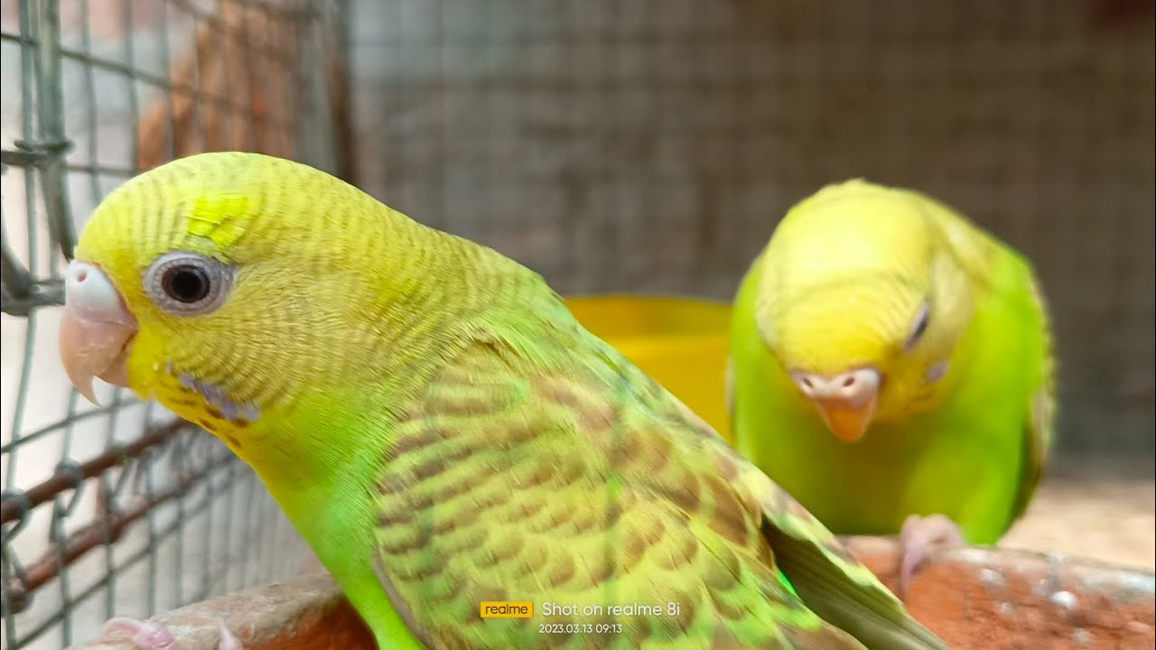 bajrigar Bird baby 🍼🍼🍼🍼🐥🐥🐥🐥🐥🍼🍼🐥 - YouTube