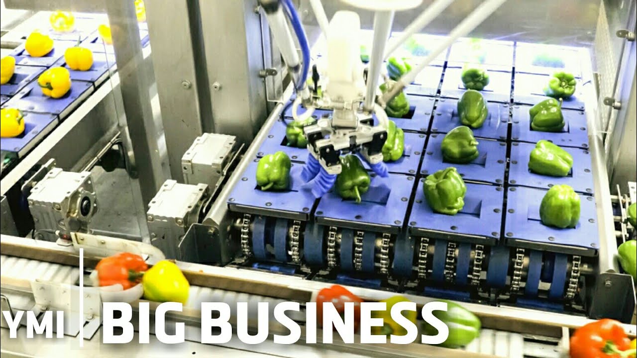 How Bell Peppers Are produced In Large commercial Greenhouses - YouTube