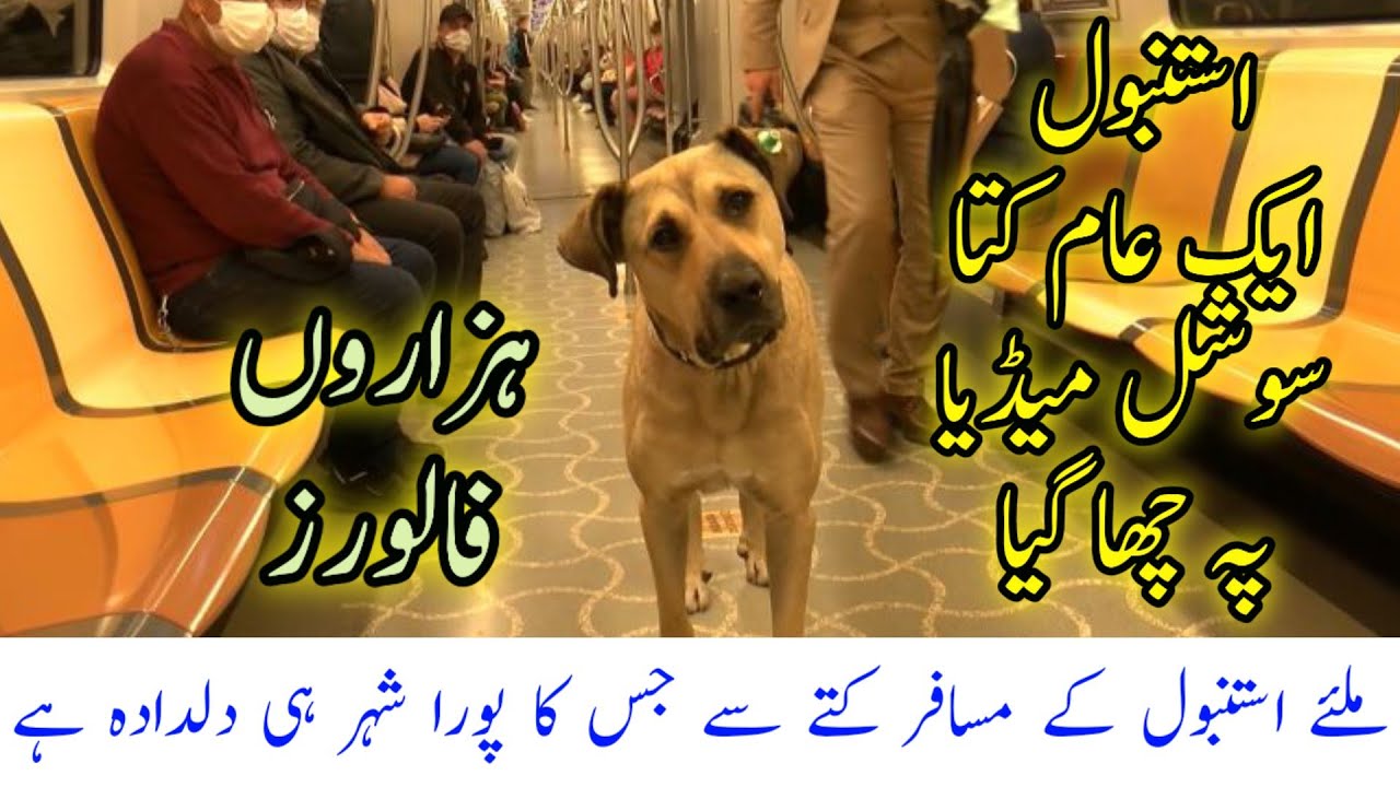 Meet Boji Istanbul's commuter dog | street dog becomes social media ...