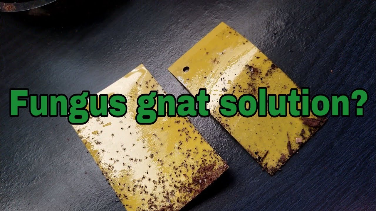 Fungus Gnat problem and solution. - YouTube