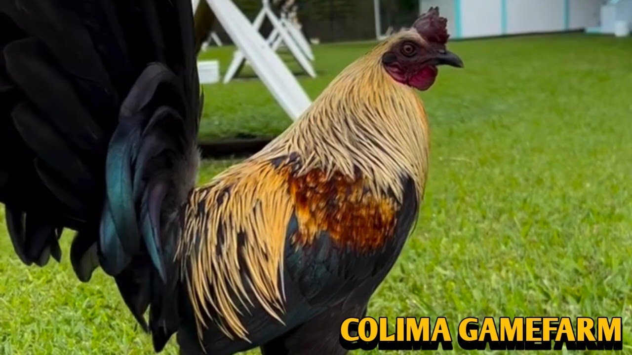 Grey McLean hatch Albany - COLIMA FARM - YouTube